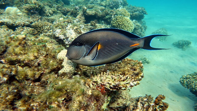 Surgeonfish bilder – Bläddra bland 7,612 stockfoton, vektorer och ...