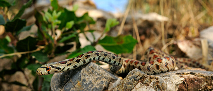 Nattern Images – Parcourir 755 le catalogue de photos, vecteurs et ...