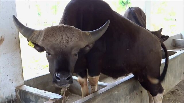 Mithun Images – Browse 31 Stock Photos, Vectors, and Video | Adobe Stock