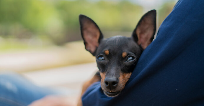 รูปภาพPincher – เลือกดูภาพถ่ายสต็อก เวกเตอร์ และวิดีโอ297,087 | Adobe Stock