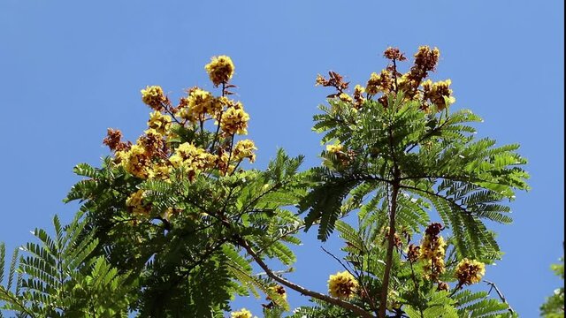 Yellow-Flamboyant Images – Browse 129 Stock Photos, Vectors, and Video ...