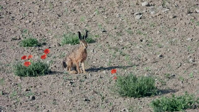 Schrat Bilder – Durchsuchen 4,866 Archivfotos, Vektorgrafiken und ...