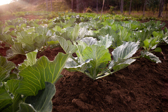 รูปภาพRepollo – เลือกดูภาพถ่ายสต็อก เวกเตอร์ และวิดีโอ705 | Adobe Stock
