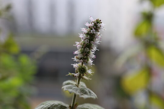 Minzen bilder – Bläddra bland 1,320 stockfoton, vektorer och videor ...