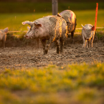 Imagens de Swine – Explore Fotografias do Stock, Vetores e Vídeos de ...