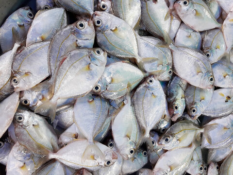 Imagens de Equulus – Explore Fotografias do Stock, Vetores e Vídeos de ...