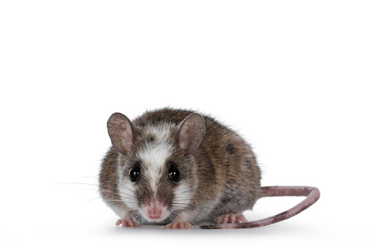 "Mastomys Natalensis" Images – Browse 13 Stock Photos, Vectors, and ...