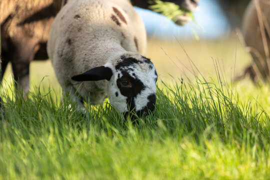 รูปภาพAlimentarse – เลือกดูภาพถ่ายสต็อก เวกเตอร์ และวิดีโอ1,095 | Adobe ...