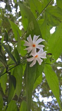 รูปภาพParijat – เลือกดูภาพถ่ายสต็อก เวกเตอร์ และวิดีโอ293 | Adobe Stock