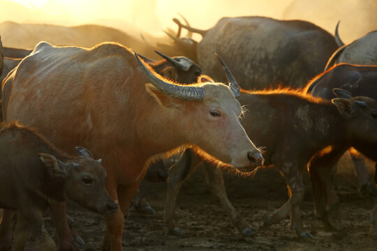 Bulldust Bilder – Durchsuchen 3,469 Archivfotos, Vektorgrafiken und ...