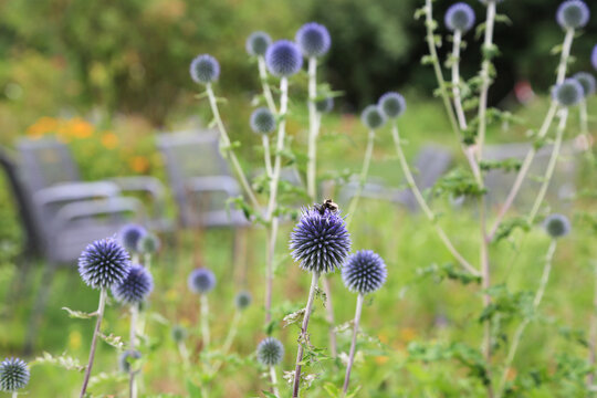 Distelarten-Bilder: Stock-Fotos & -Videos. | Adobe Stock