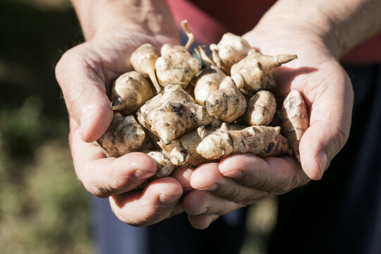 รูปภาพTuber – เลือกดูภาพถ่ายสต็อก เวกเตอร์ และวิดีโอ136,917 | Adobe Stock