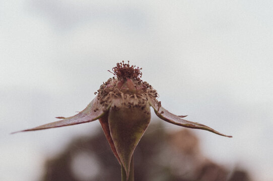 "Dead Flower" Images – Browse 657 Stock Photos, Vectors, and Video ...