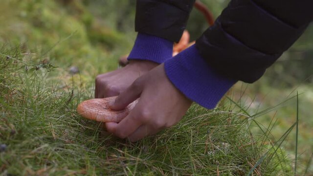 Rovello Images – Browse 183 Stock Photos, Vectors, and Video | Adobe Stock