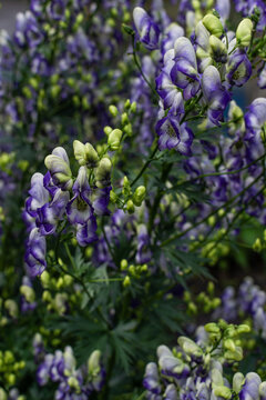 รูปภาพWolfsbane – เลือกดูภาพถ่ายสต็อก เวกเตอร์ และวิดีโอ1,095 | Adobe Stock