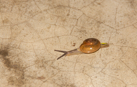 Shamuk Images – Browse 3 Stock Photos, Vectors, and Video | Adobe Stock