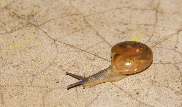 Shamuk Images – Browse 3 Stock Photos, Vectors, and Video | Adobe Stock