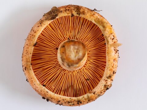 "Saffron Milk Cap" Images – Browse 3,139 Stock Photos, Vectors, and ...
