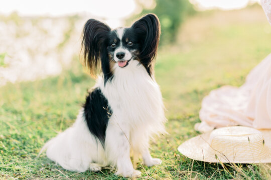 "Papillon Dog" Images – Browse 51,125 Stock Photos, Vectors, and Video ...