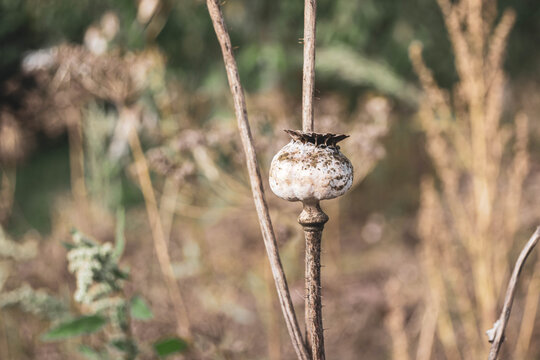 "Poppy Head" Bilder – Durchsuchen 1,825 Archivfotos, Vektorgrafiken und ...