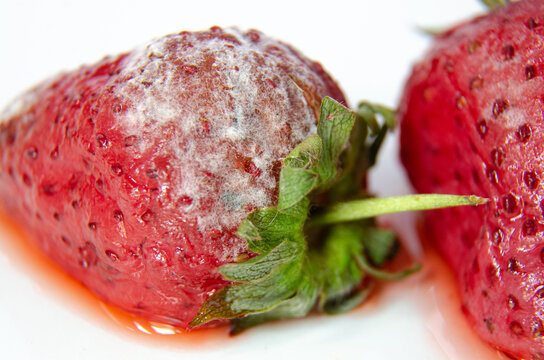 Unedible Images – Browse 482 Stock Photos, Vectors, and Video | Adobe Stock