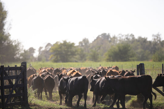 รูปภาพPastura – เลือกดูภาพถ่ายสต็อก เวกเตอร์ และวิดีโอ1,190 | Adobe Stock