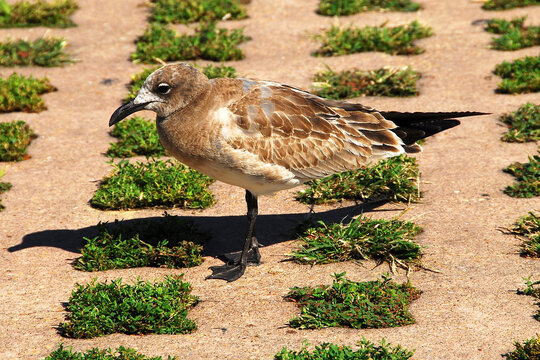 Imágenes de Empapar: descubre bancos de fotos, ilustraciones, vectores ...