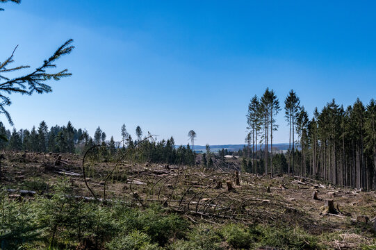 Clearfelling Bilder – Durchsuchen 5,569 Archivfotos, Vektorgrafiken und ...