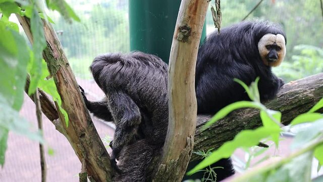 "Saki Monkey" Images – Browse 2,542 Stock Photos, Vectors, and Video ...