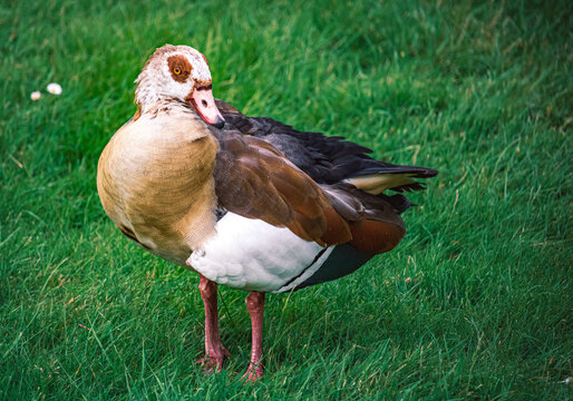 รูปภาพWarzenente – เลือกดูภาพถ่ายสต็อก เวกเตอร์ และวิดีโอ446 | Adobe Stock