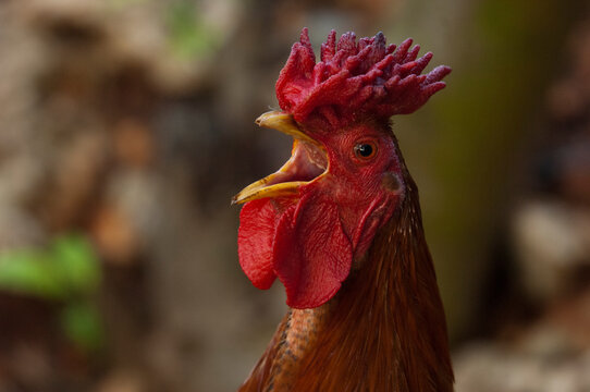รูปภาพCanto – เลือกดูภาพถ่ายสต็อก เวกเตอร์ และวิดีโอ8,957 | Adobe Stock