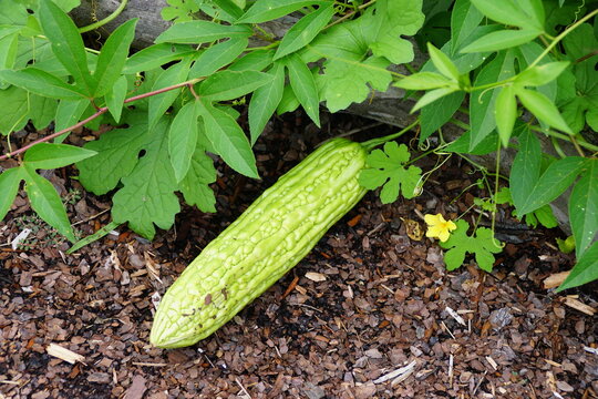 รูปภาพBitter – เลือกดูภาพถ่ายสต็อก เวกเตอร์ และวิดีโอ213,734 | Adobe Stock