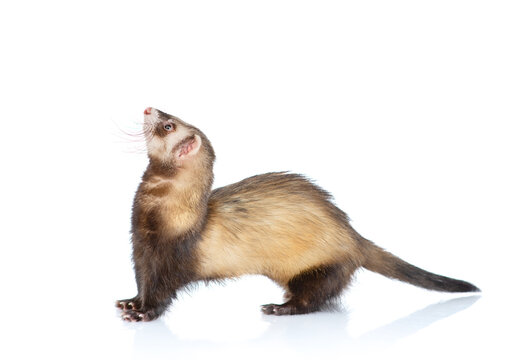 Sable Mask Ferret