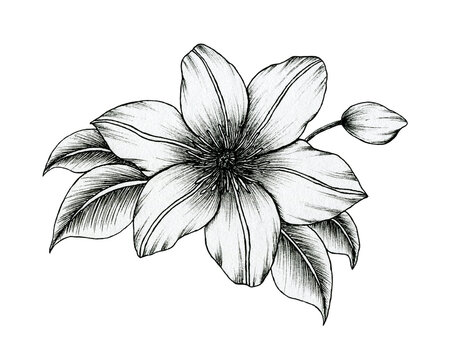 Clematis Drawing Images – Browse 7,657 Stock Photos, Vectors, and Video ...