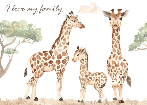 Giraffe Family