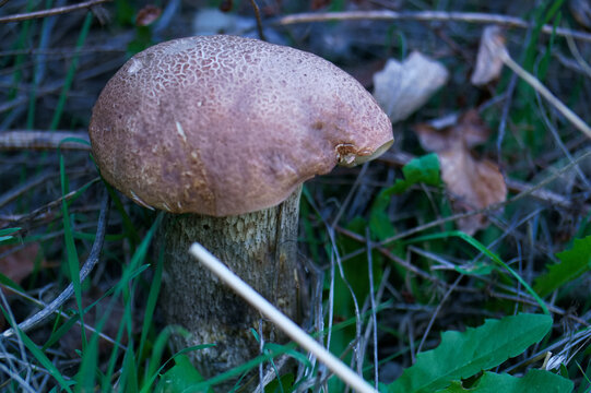 รูปภาพGrzyb – เลือกดูภาพถ่ายสต็อก เวกเตอร์ และวิดีโอ9,229 | Adobe Stock