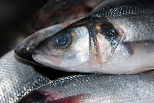 รูปภาพ"Fresh Fish" – เลือกดูภาพถ่ายสต็อก เวกเตอร์ และวิดีโอ49,182 ...