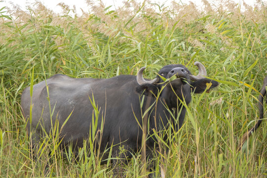 Carabeef Bilder – Durchsuchen 18,219 Archivfotos, Vektorgrafiken und ...