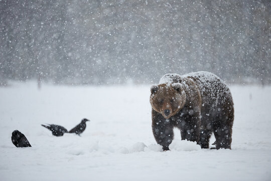 lucaar photos, images, assets | Adobe Stock