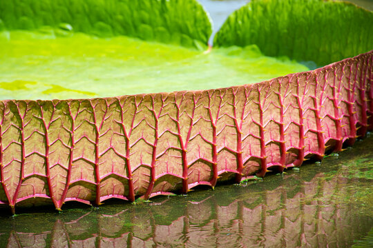 Water Lily Leaf Texture