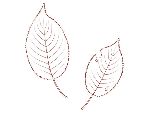 Cherry Leaf Drawing