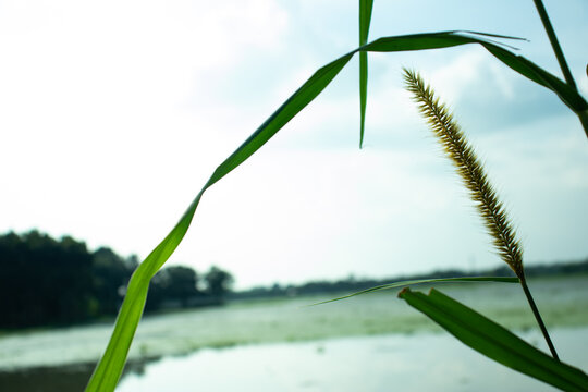 Kashful Images – Browse 246 Stock Photos, Vectors, and Video | Adobe Stock