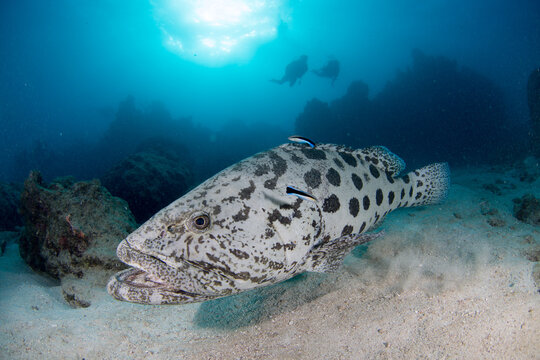 "Potato Cod" Images – Browse 540 Stock Photos, Vectors, and Video ...