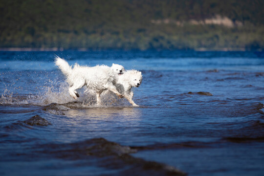 Schafschwamm Bilder – Durchsuchen 1,495 Archivfotos, Vektorgrafiken und ...