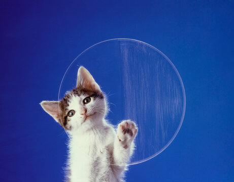 Pflock Bilder – Durchsuchen 5,049 Archivfotos, Vektorgrafiken und ...