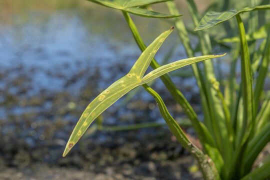 "Duck Potato"-Bilder: Stock-Fotos & -Videos. | Adobe Stock