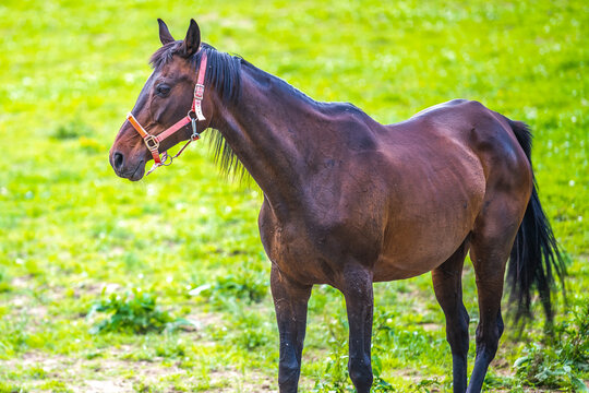 Koni Bilder – Durchsuchen 2,511 Archivfotos, Vektorgrafiken und Videos ...