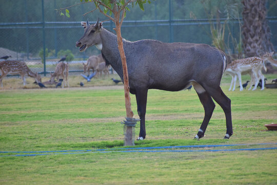 Nilgai Bilder – Durchsuchen 2,171 Archivfotos, Vektorgrafiken und ...