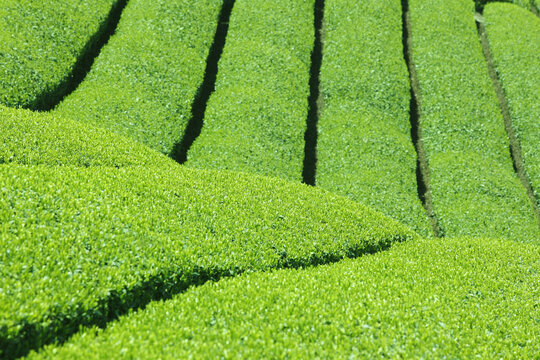 八十八夜 Images – Browse 948 Stock Photos, Vectors, and Video | Adobe Stock