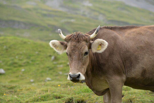 Almweide Bilder – Durchsuchen 74,297 Archivfotos, Vektorgrafiken und Videos | Adobe Stock